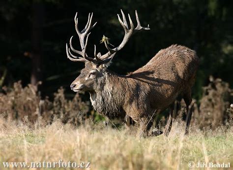 Cervus Elaphus Pictures Red Deer Images Nature Wildlife Photos