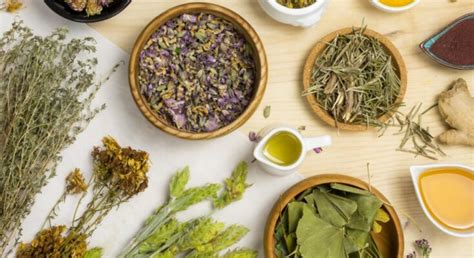 Phytothérapie Le Guide Pour Comprendre Les Bienfaits Des Plantes
