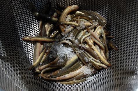 号外！ 生きたドジョウ編！ 図書館とパンと少しのワイン。