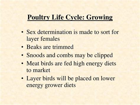 Ppt Chapter 2 Breeds And Life Cycles Of Livestock And Poultry