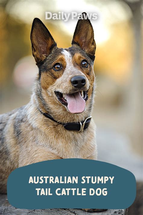 Australian Stumpy Tail Cattle Dog Artofit