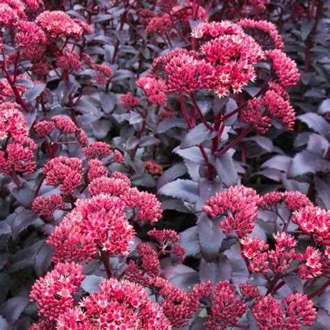 Sedum Telephium Purple Emperor