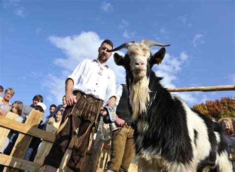 Pezzata Mòchena Goat Exposition Guide Christmas Markets