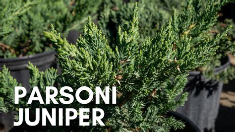 Parsoni Juniper Youtube