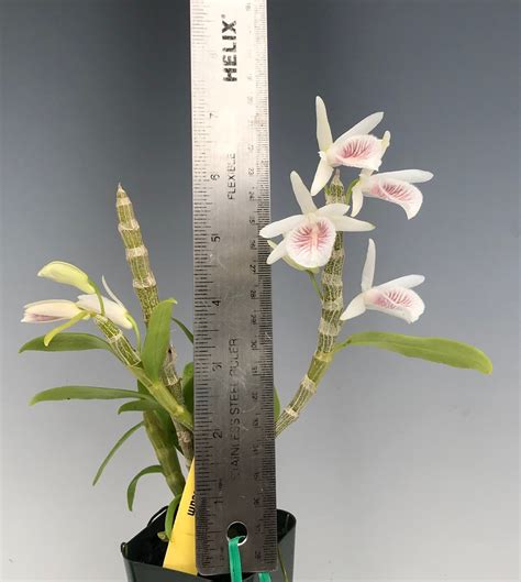 Dendrobium Cretaceum Syn Polyanthum Orchidweb