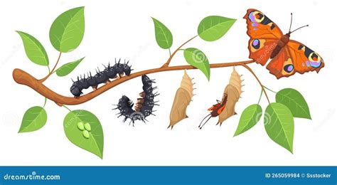 Butterfly Metamorphosis Stages On Cartoon Green Tree Branch Vector