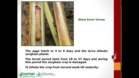 Stem Borer In Sorghum Youtube