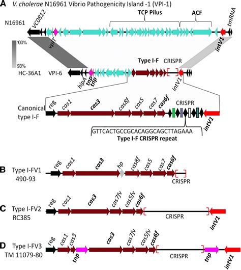 Crispr Cas Type I F Systems In Vibrio Cholerae A A Canonical Type I F