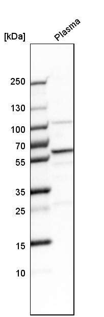 Complement Factor B Antibody Nbp1 89985 Novus Biologicals
