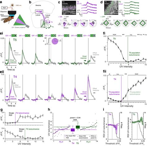 The On And Off Motion Directionally Selective T4 And T5 Cells Differ Download Scientific
