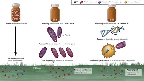Epidemiology And Molecular Basis Of Multidrug Resistance In Rhodococcus