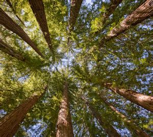 Faqs Save The Redwoods League