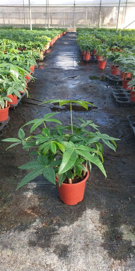 发财树批发花卉第3页大山谷图库