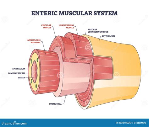 Enteric Muscular System In Gut Wall Of The Small Intestine Outline
