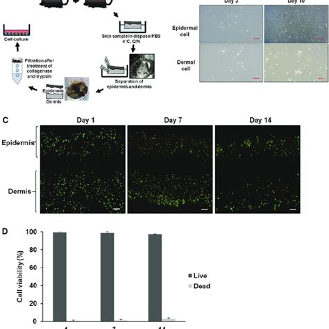 Extraction And 3d Printing Of Primary Cells From Mouse Skin A The Download Scientific