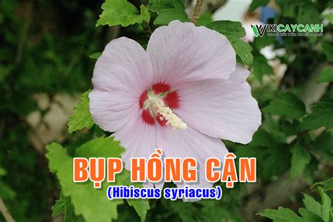 Cây Bụp Hồng Cận Râm Bụt Cánh Kép Cách Trồng Và Chăm Sóc