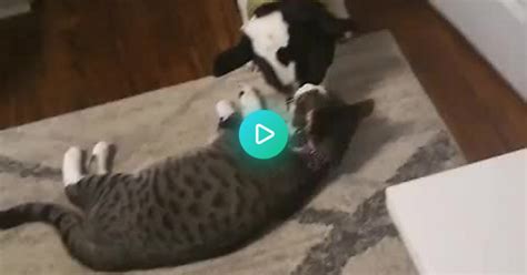 Dogs And Cats Getting Along Mass Mayhem Album On Imgur