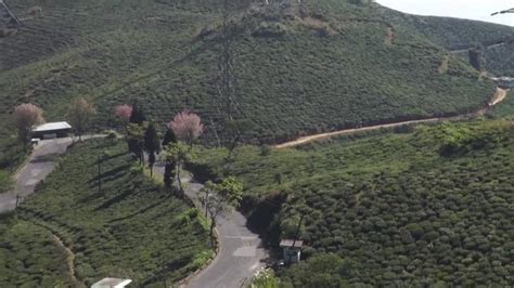 Obrazy Mirik — Zdjęcia Wektory I Wideo Bez Tantiem 92 Adobe Stock