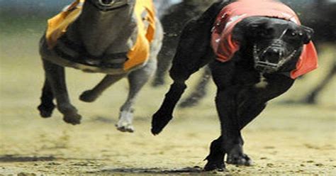 Ballymac Eske Ready To Strike Daily Star