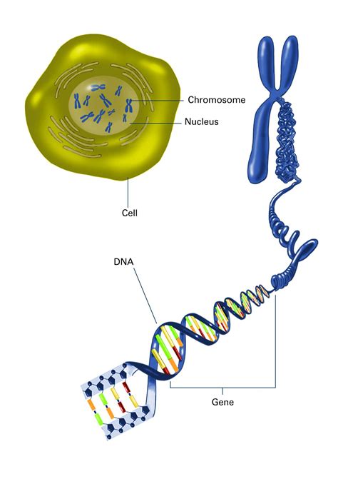 Chromosomes National Library Of Medicine Pubmed Health Dna And