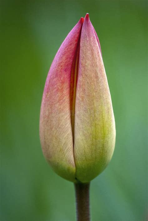 Close Up View Of A Single Tulip Bud Stock Image Image Of Blossom
