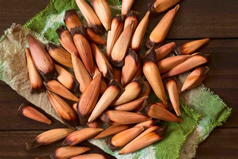 19 Facts About Pine Trees Importance Of Evergreen Conifers