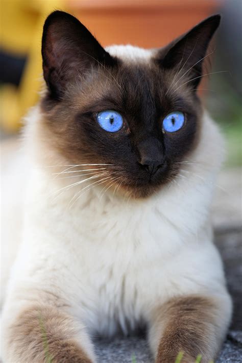 Siam Siamese Cat Domestic · Free Photo On Pixabay