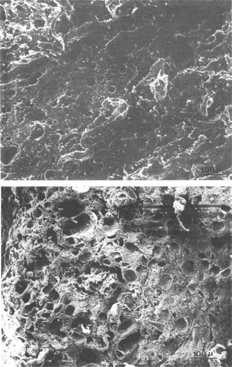 Scanning Electron Microscope Micrographs Of Low Fat Fresh Meat Sausages Download Scientific