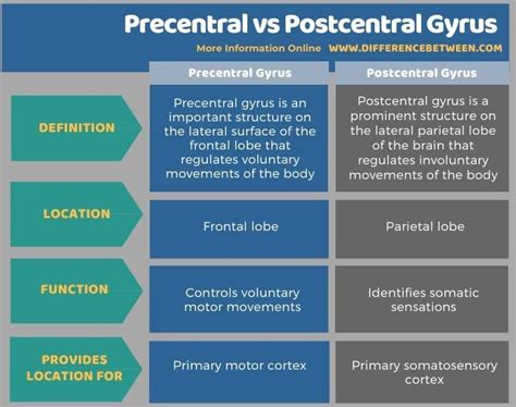 Precentral Vs Postcentral Gyrus Tabular Form Transition Metal