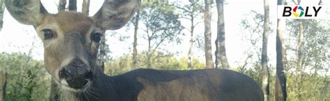 Boly Trail Camera 48mp 1080p Video Game Camera With White