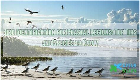 Bird Identification For Coastal Regions Top Tips And Species To Know