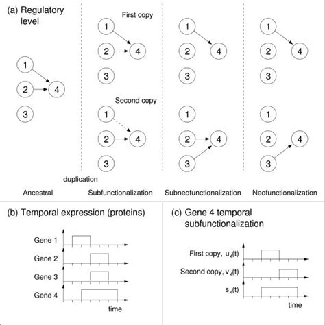 The Duplication Degeneration Complementation Ddc Model A A Gene