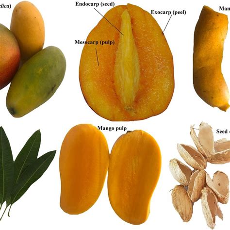 Leaves Of The Tree And Structure Of The Mango Fruit Manera Indica