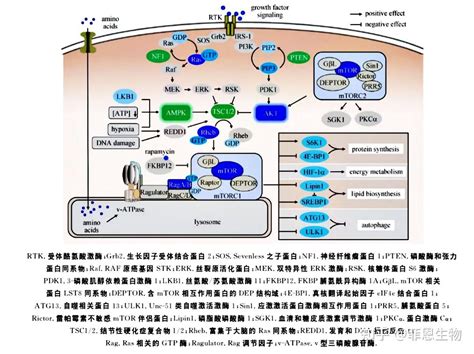 细胞代谢生物学功能及其信号通路详解 知乎