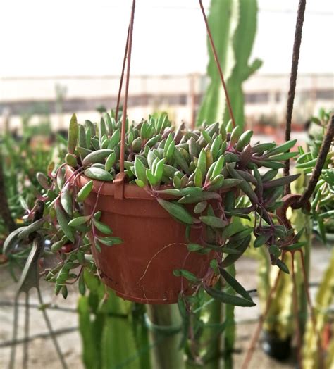 Othonna Capensis Cactus Ibiza