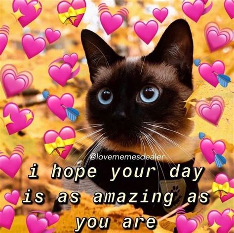 Pin By Lionesse On · Memes Cute Love Memes Cute Memes Cute Cat Memes