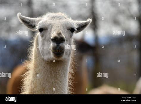 Spitting Llama