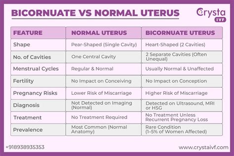 Bicornuate Uterus Meaning Symptoms And Pregnancy Risks