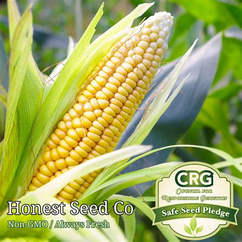 Truckers Favorite Yellow Corn Seeds Non Gmo Fresh Garden Seeds