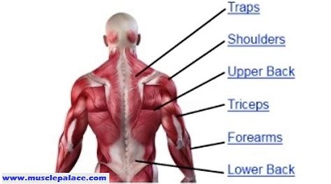 Muscle Palace The Best Back Workout For Mass Target Every Muscle