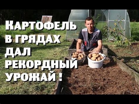 Картофель в грядах дал рекордный урожай! - YouTube