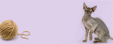 Dermatophyte Infection Handout — Animal Dermatology Clinic