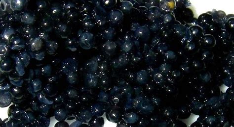 Biological And Gastronomic Significance Of Fish Eggs