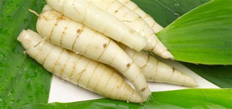 Arrow Root Arrowroot Medicinal Herbs Remedies Plant Benefits