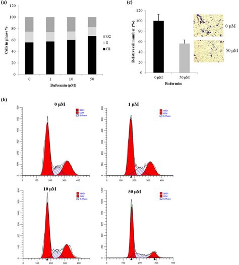 Buformin Arrests Cell Cycle And Inhibits Invasion In U 2 Os Cells A