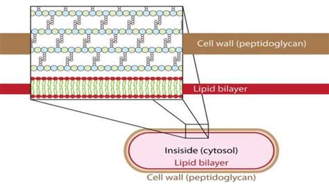 Structure Of Bacterial Cell Wall Pptx