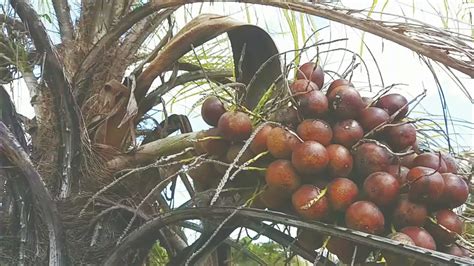 Pé De Macaúba Anão Youtube