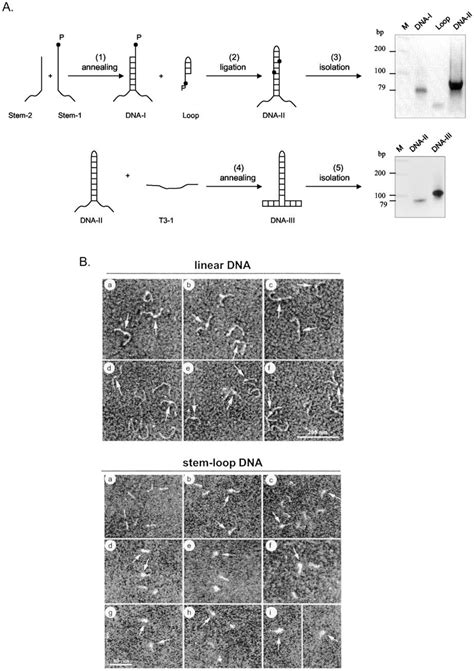Analysis Of Interactions Of P53 With Linear And Stem Loop Dna By Download Scientific Diagram