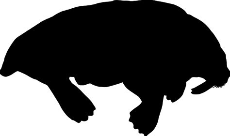 Valenictus Chulavistensis By Zimices Julián Bayona Cc0 10 Phylopic