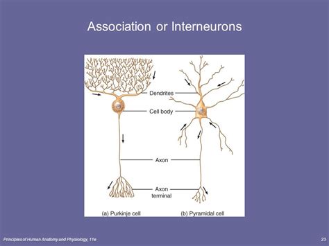 Nervous Tissue Lecture Outline Ppt Download
